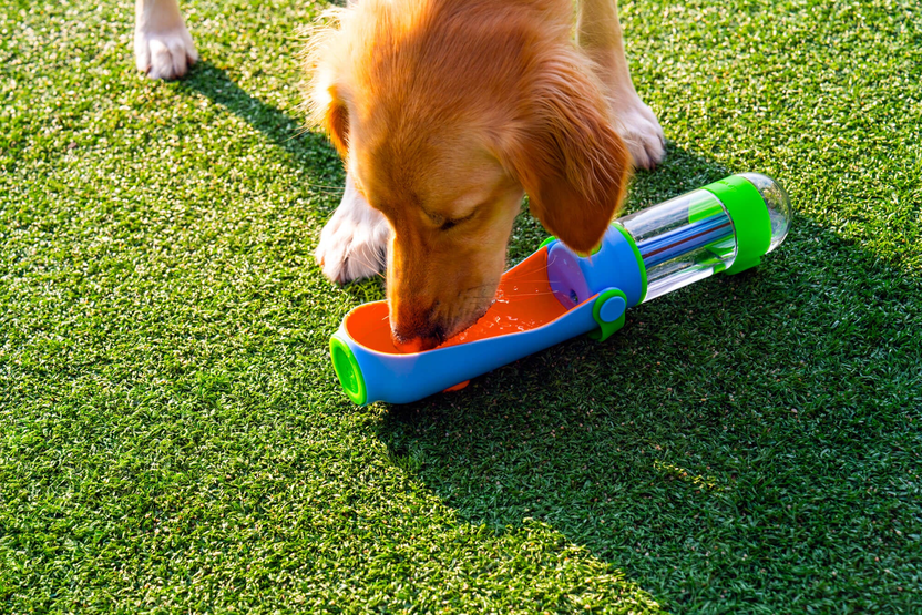 Princess Nugget shop